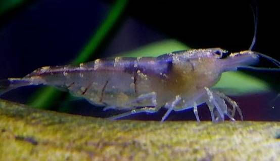 Camarões de Aquário - Tipos, reprodução e benefícios. - Peixes e Aquarismo