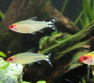 Rodostomus / Tetra Rodóstomo (Hemigrammus rhodostomus): Tudo Sobre